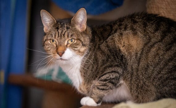 Katzen – Tierheim Siegen